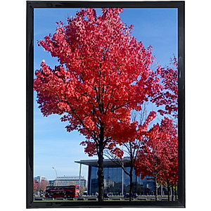 Medog 12x16 Picture Frame Black Display Pictures 12" x 16" Set Of 1 12x16 Black Picture Poster Frame Safety high transparent PC sheet Wall Mounting pin-hook not included (P1ZB 12x16 BA 1P)