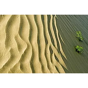 Posterazzi PDDCN11BJY0042 Canada, Saskatchewan, Hills. Sand Dune Ripples and Plants Photo Print, 18 x 24, Multi