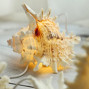 MIYA LIFE Magic Conch Shell Lamp - LED Lighted Real Conch Shell Night Light (Medium, Largest Side Around 5.5'') USB Plug & Battery Powered Seashell Lamp Sea Lamp for Bedroom Beach Themed Room Decor