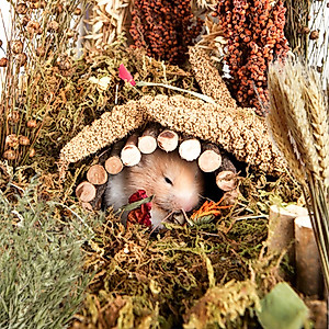 NICERINC PET Natural Ear of Grain Flower&Herb Bedding Mate Habitat Decor, Adding Fun Hamster Accessories for Hamsters Gerbils Lemming