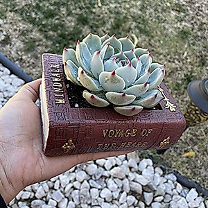 Aygrün Succulent Pots, Cute Resin Animal Flower Planters Decorations, 4 Inches, Creative Pot for Sempervivum with Drainage, Gift for Women, Man, Office and Garden Decor Book, 5.5″x4.0″x2.2″