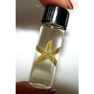 BicBugs Wet Specimen Real Seastar Starfish Preserved in Vial