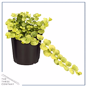 Live Lysimachia Plant - Creeping Jenny (4 Plants Per Pack) - Healthy Trailing Plant - Beautiful Spring Accent - 6" Tall by 4" Wide in 1 Pint Pot