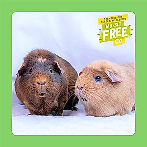 Burgess Excel Nuggets With Mint Guinea Pig Food 10kg