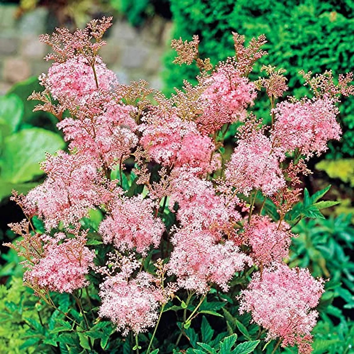 CHUXAY GARDEN Pink Filipendula Ulmaria-Meadowsweet,Mead Wort,Queen of The Meadow,Meadow-Wort,Meadow Queen,Dollof,Meadsweet,Bridewort 40 Seeds Lovely Flowers Great for Garden