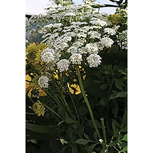 Burpee Queen Anne's Lace Ammi Majus Seeds 500 seeds