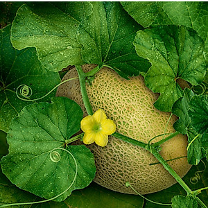 Organic Cantaloupe Seeds (Hales Best Jumbo) - Approx 80 Seeds - USDA Organic, Non-GMO, Open Pollinated, Heirloom, USA Origin