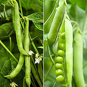Dichmag 80+ Stringless Green Pod Bush Bean Seeds and Snowbird Pea Seeds - Individual Pack Bean Seeds for Planting Backyard or Garden, Medium