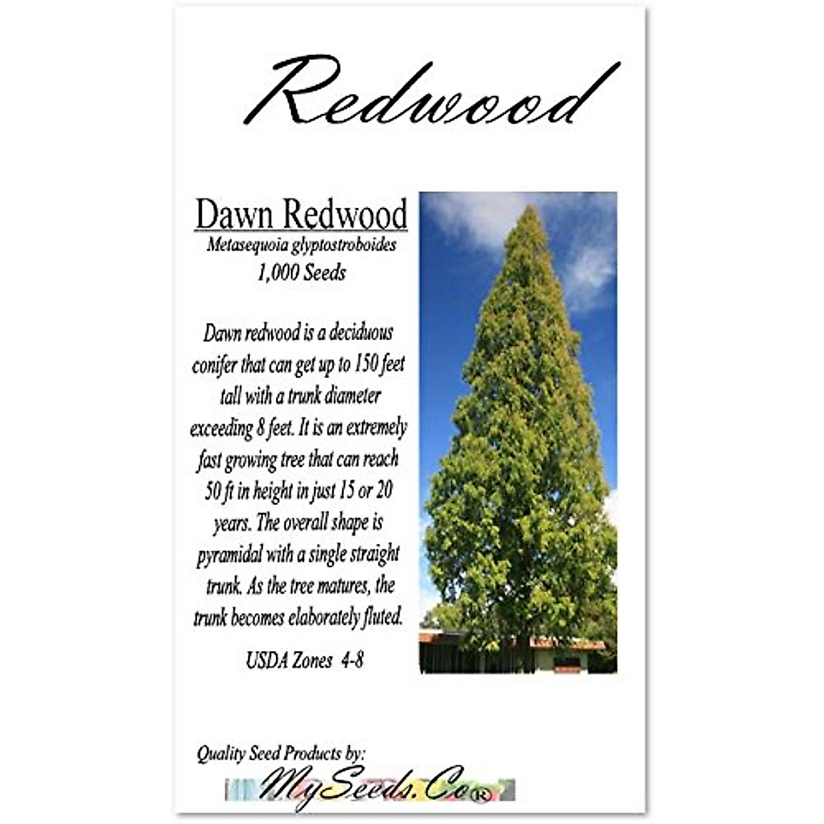 Big Pack - (1,000) Dawn Redwood Tree Seeds - Metasequoia glyptostroboides - by MySeeds.Co (Big Pack - Dawn Redwood)