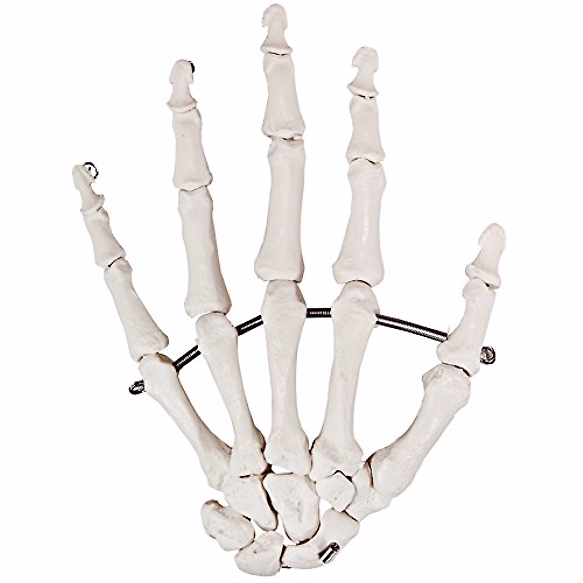 Axis Scientific Skeletal Hand | Left | Fully Articulated Flexible Hand Skeleton is Secured with Quality Wire to Demonstrate Movement | Includes Product Manual