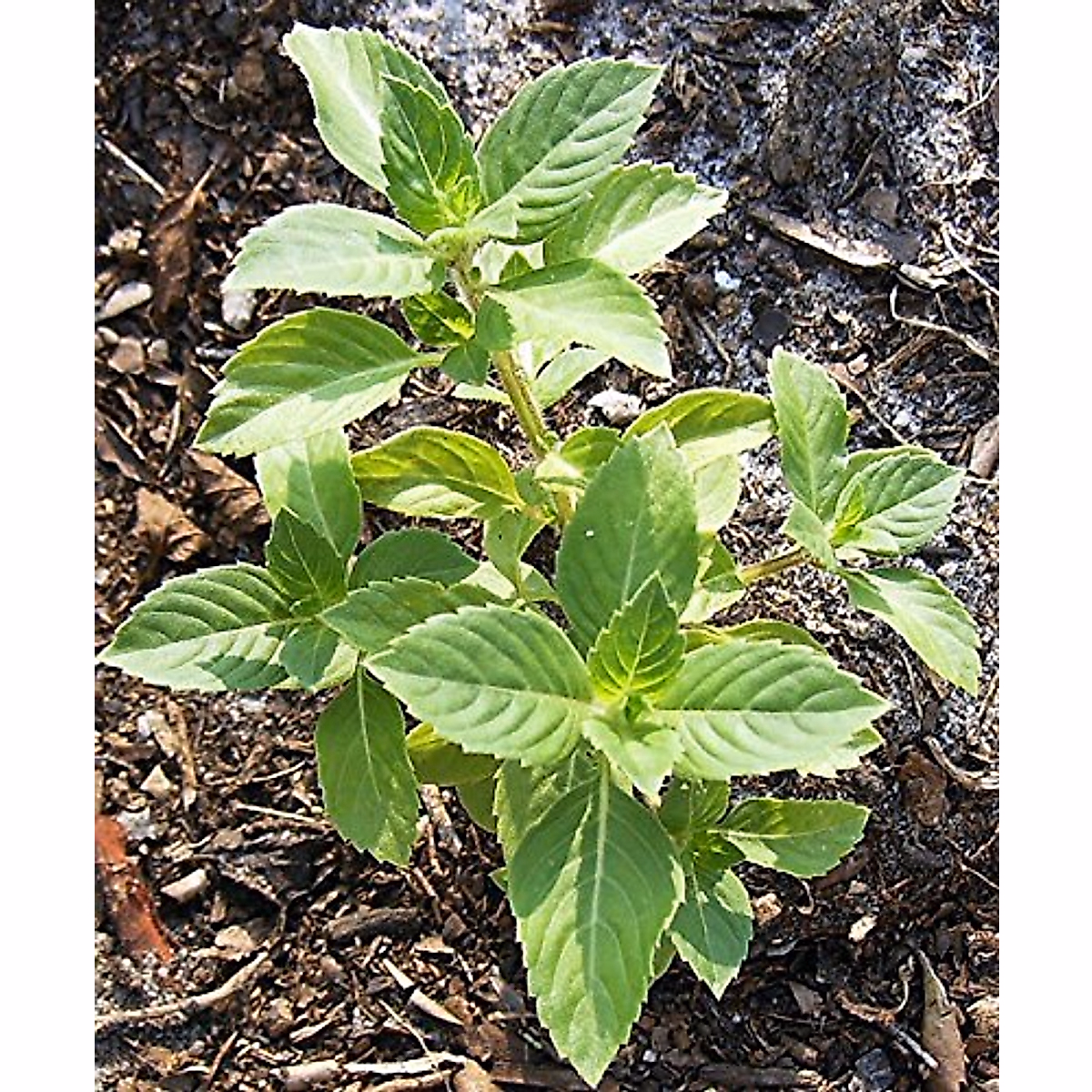 100+ Indian Rama Tulsi Holy Sacred Basil Seeds Green Leaf Heirloom Non-GMO Tulasi Herb Grows Big Fragrant Grown in USA