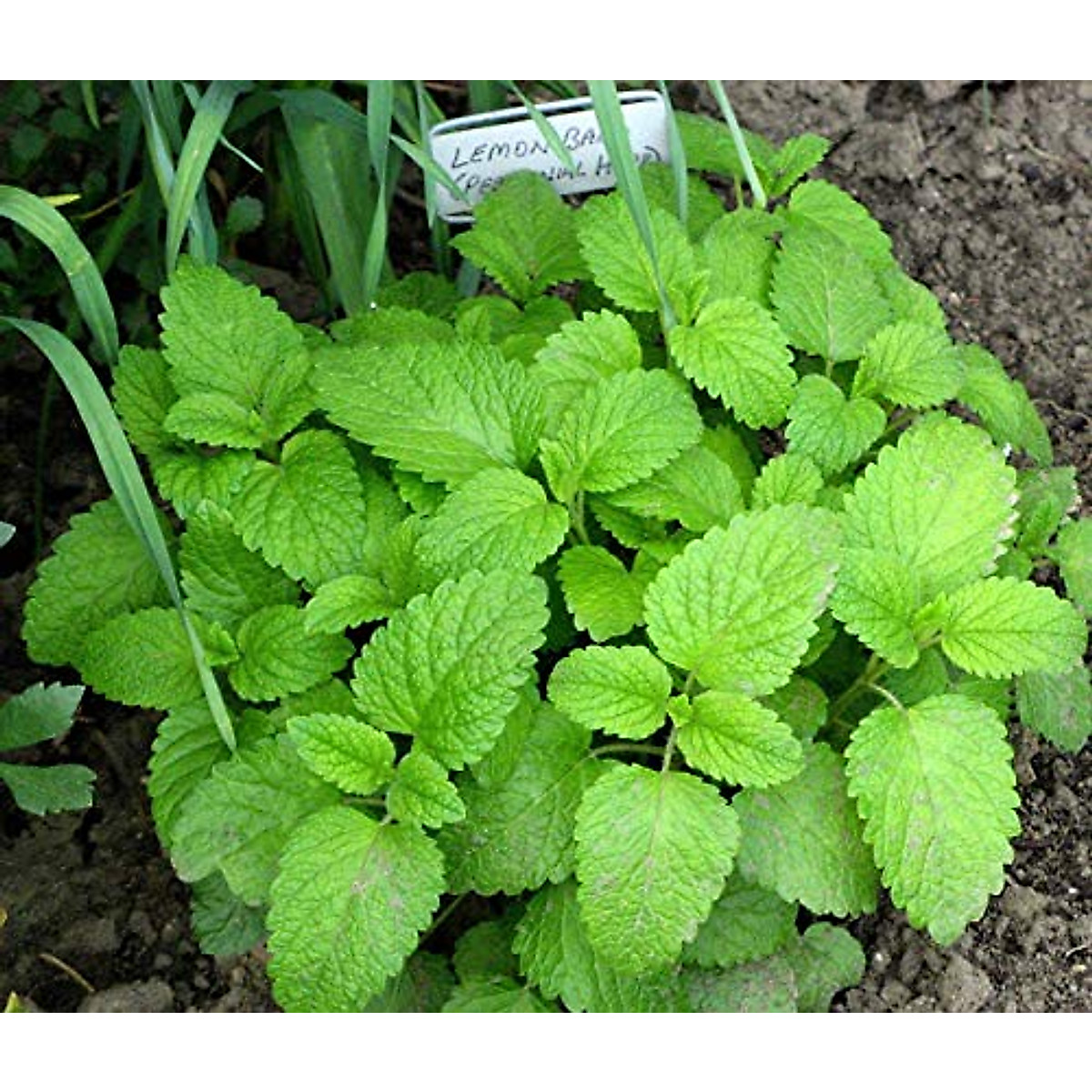 Gaea's Blessing Seeds - Lemon Balm Seeds - Non-GMO Seeds with Easy to Follow Planting Instructions - 92% Germination Rate Melissa Officinalis