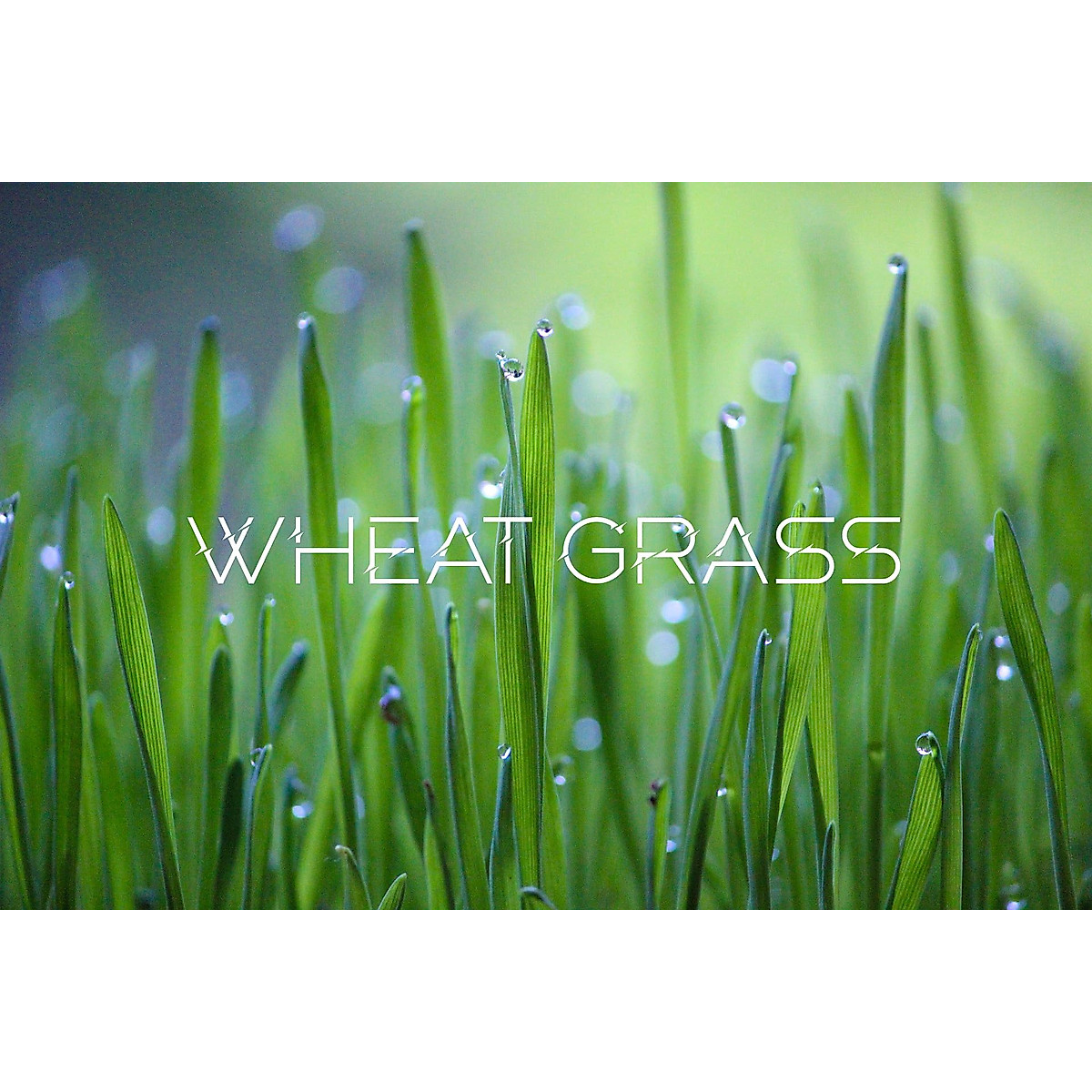 Cali Kiwi Pros Organic Cat Grass for Indoor Cats & Pets-Wheat Grass & Cat Grass Seeds for Digestion and Hairballs - Non-GMO -16 oz