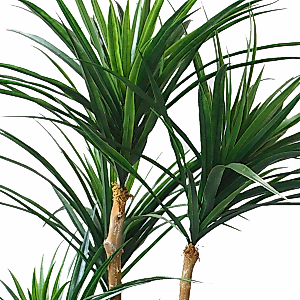 Pure Garden Artificial Tree - 51-Inch Tropical Yucca Plant with Rubber Leaves and Natural Trunk for Living Room, Bedroom and Office - Faux Plants