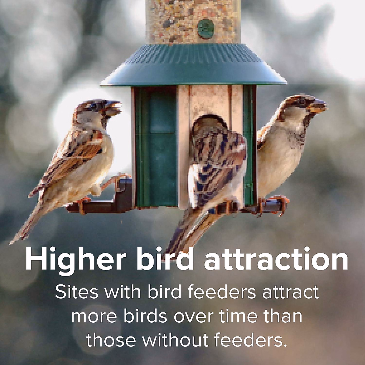 Blue Seal White Safflower Wild Bird Seed | High in Fats and Protein | Attracts Variety of Birds | 4 Pound Bag