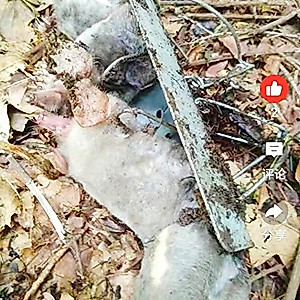 DSQSTMR Mole Traps That Work Gopher Squirrel Spring Best Rat Trap Outdoor Vole for Lawns Easy Reusable Smart Snare Trapping