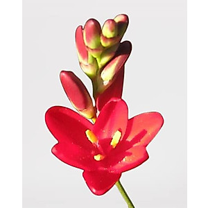 Votaniki African Corn Lily Mix Bulbs - Long Blooming and Easy to Grow, Ixia Mixed Bulbs for Planting - Perennial Lily Flower | Unique and Showy Flowers for Borders, Beds and Cut Flower (12 Pack)