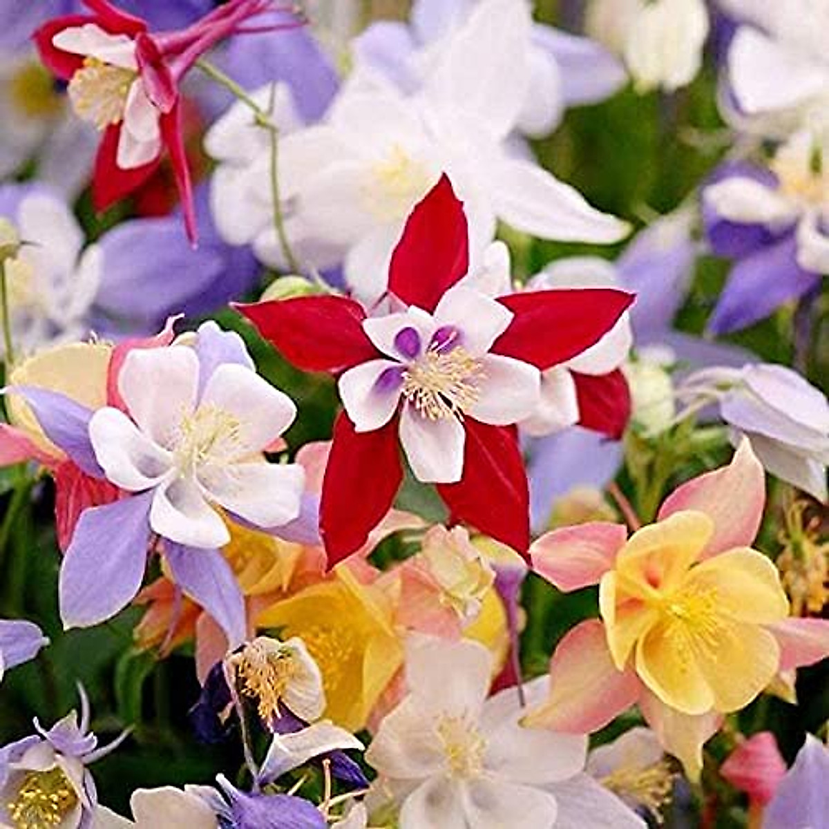 David's Garden Seeds Flower Columbine McKana Giant 9977 (Multi) 200 Non-GMO, Heirloom Seeds