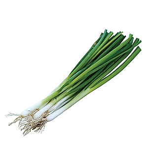Burpee Evergreen Long White Bunching Onion Seeds 2000 seeds
