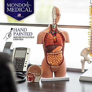 MonMed Human Torso Model – 17in Human Body Model Anatomy Doll with Removable Organs 3D Human Organ Model