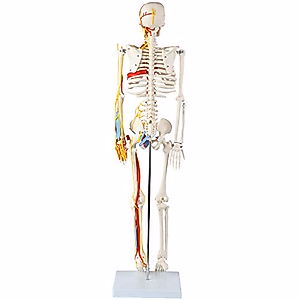 Anatomy Lab 33" Human Skeleton Model with Nerves, Veins and Arteries, Removable Skull Cap, and Articulated Mandible - Includes Display Stand, Worry Free Warranty, Perfect for Doctors, Students & Study