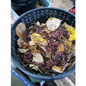RedWigglersFarm – 1/2 LBS (Approximately 500 Worms) Premium Red Worms, Red Wigglers Composting Worms, Organic Sustainably Raised, Live Worms, Eisenia fetida, Home Compost Worms, Soil Regeneration