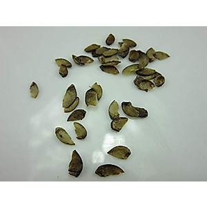 1195A-Dwarf Lavender Crape Myrtle (Lagerstroemia Indica) Seeds by Robsrareandgiantseeds UPC0764425788454 Non-GMO,Organic,USA Grower,Bonsai,Showy, Butterfly Flower,1195-A Package of 10 Seeds