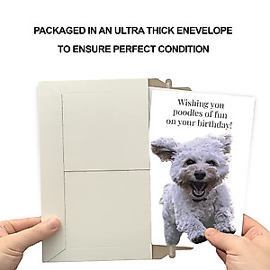 Prime Greetings Funny Dog Birthday Card Pun With Poodle, Made in America, Eco-Friendly, Thick Card Stock with Premium Envelope 5in x 7.75in, Packaged in Protective Mailer