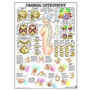 Craniosacral Osteopathy Laminated Anatomy Chart