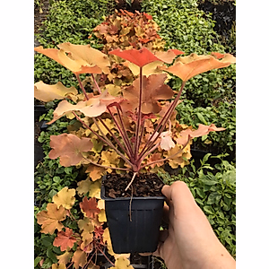5 Caramel Heuchera/Coral Bells in 4 Inch Pots- Great for Fall Planting!