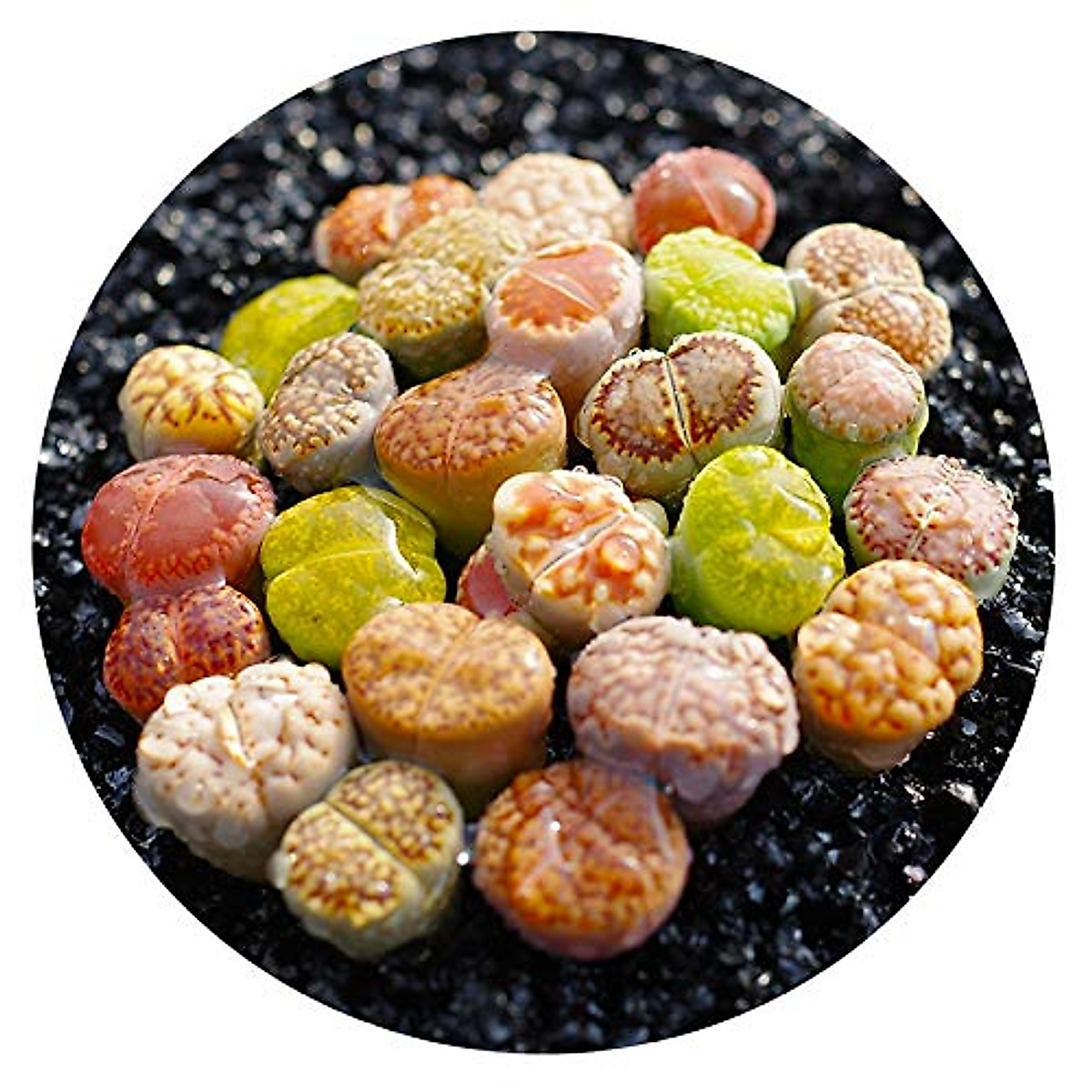 Pack of 8 Live Exotic Lithops Plant Medium Size 2 Years Old Rare Living Stone Seedling Perfect Terrarium Addition