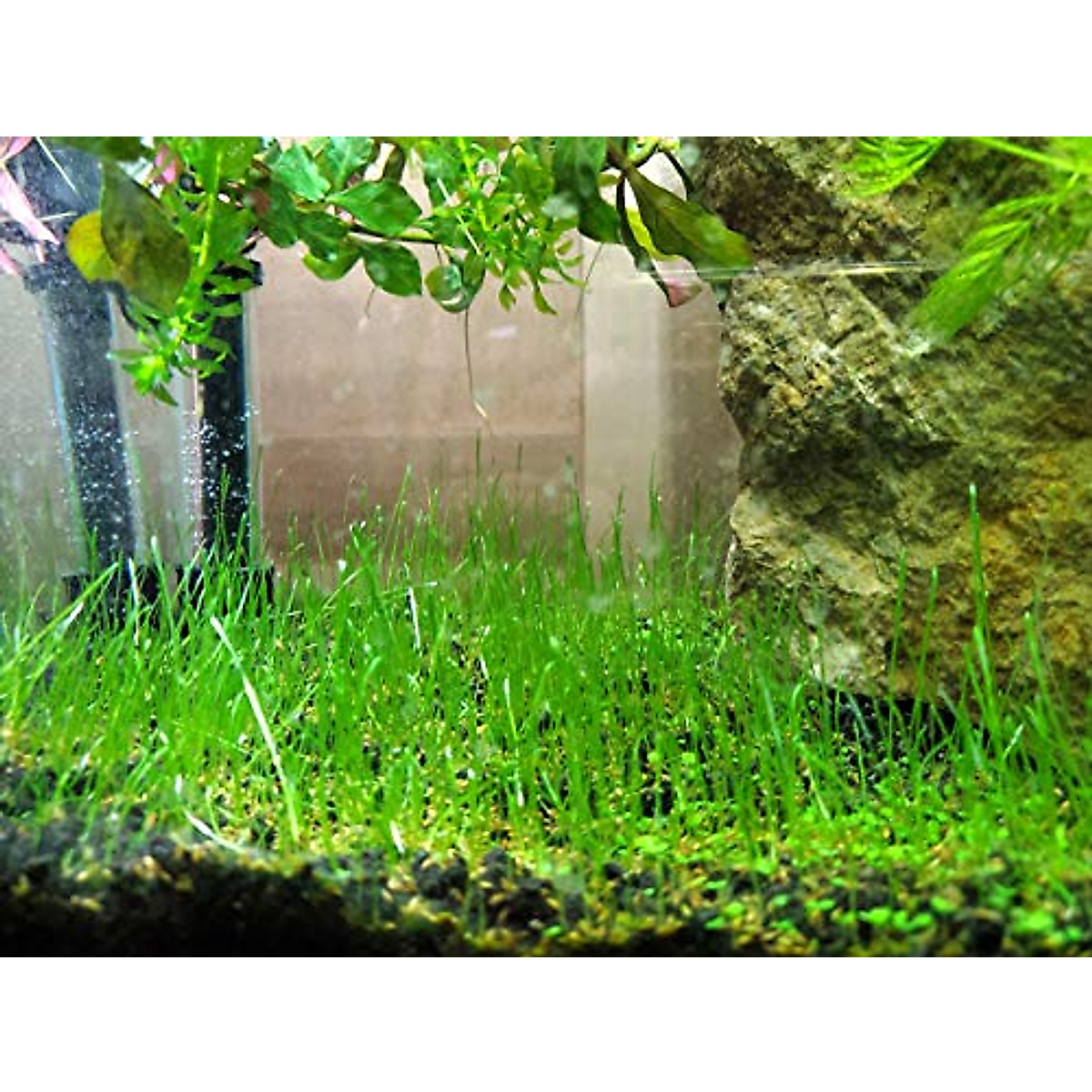 Freshwater Aquarium Dwarf Hairgrass Seeds Foreground or Carpeting in Planted Fish Tank Betta Will Love it.