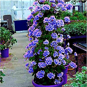 Dichondra Fresh 100pcs Climbing Geranium Flower Seed for Planting Light Violet