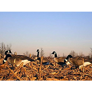 Flambeau Outdoors 8990FBU Storm Front 2 Canada Goose Decoys, Full Body Flocked Heads - 6-Pack