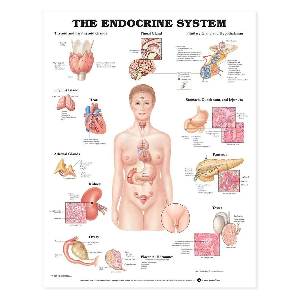The Endocrine System Anatomical Chart
