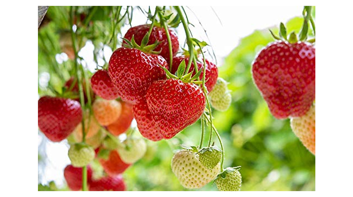 Buy Red Climbing Strawberry Seeds – Perfect for Home Gardens