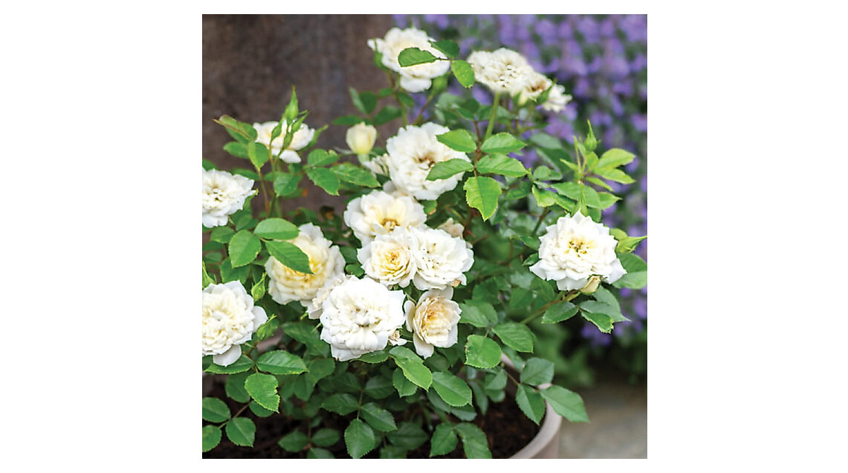 CHUXAY GARDEN White Miniature Rose 100 Seeds Hardy Flowering Plant ...