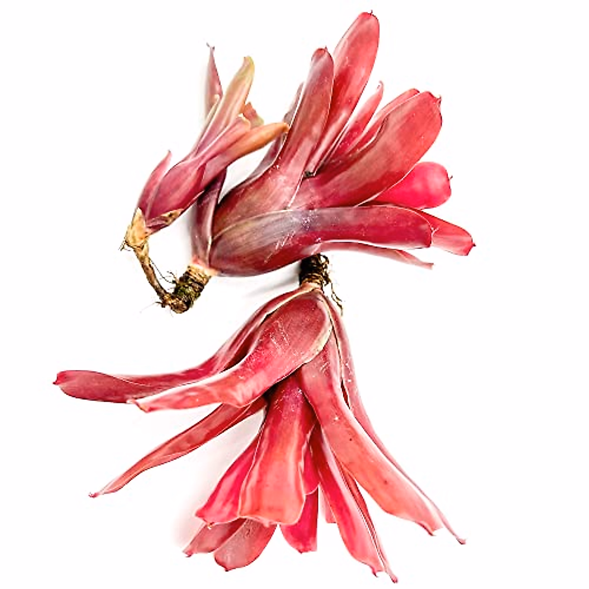 ragnaroc Live Plants - Bromeliad Neoregelia 'Fireball', Large 6" - 2ct - Live Arrival Guaranteed - House Plants for Home Decor & Gift