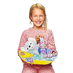 Little Live Pets Cozy Dozy Kip The Koala Bear - Over 25 Sounds and Reactions | Bedtime Buddies, Blanket and Pacifier Included | Stuffed Animal, Best Nap Time, Interactive Bear - Styles May Vary