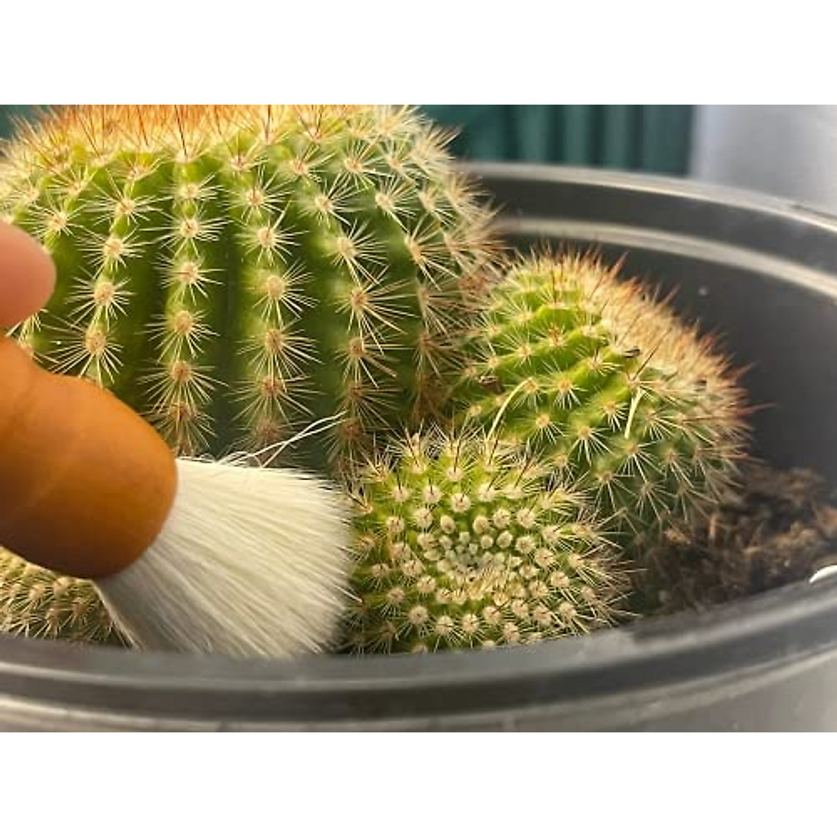 Southside Plants Cactus Cleaning Brushes Pack - Soft Goat Hair Bristles with Wooden Handle Brushes for Indoor Cactus & Succulent Plants Dusting- Gardening Cleaning Tools (7", 3.2") Sizes Pack