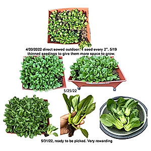 Bundle Vegetable Seeds for Planting: Baby Bok Choy Seeds + Carrot Seeds