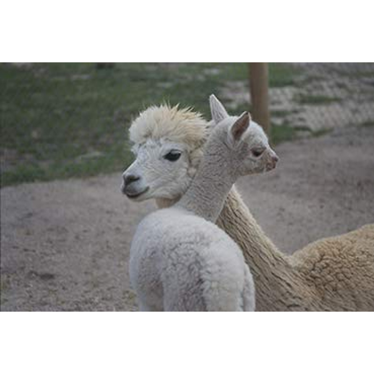 WARRIOR ALPACA SOCKS | Infant & Toddler Cuff-able Knee High | Baby Alpaca Wool (9-18 Months, Off White)