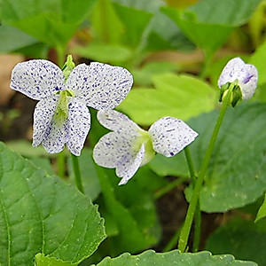 Outsidepride Viola Freckles Garden Flowers for Containers, Hanging Baskets, & Window Boxes - 50 Seeds