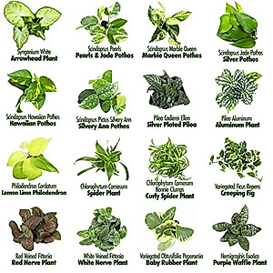 Altman Plants Live Houseplants (12PK), Indoor Plants for Delivery Prime, Live Plants and Gardening Gifts for Plant Lovers, Planters for Indoor Plants with Potting Soil, Live House Plants Indoors Live