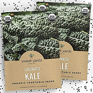 Organic Lacinato Kale Seeds - 2 Seed Packets! - Over 500 Open Pollinated Heirloom Non-GMO USDA Organic Seeds