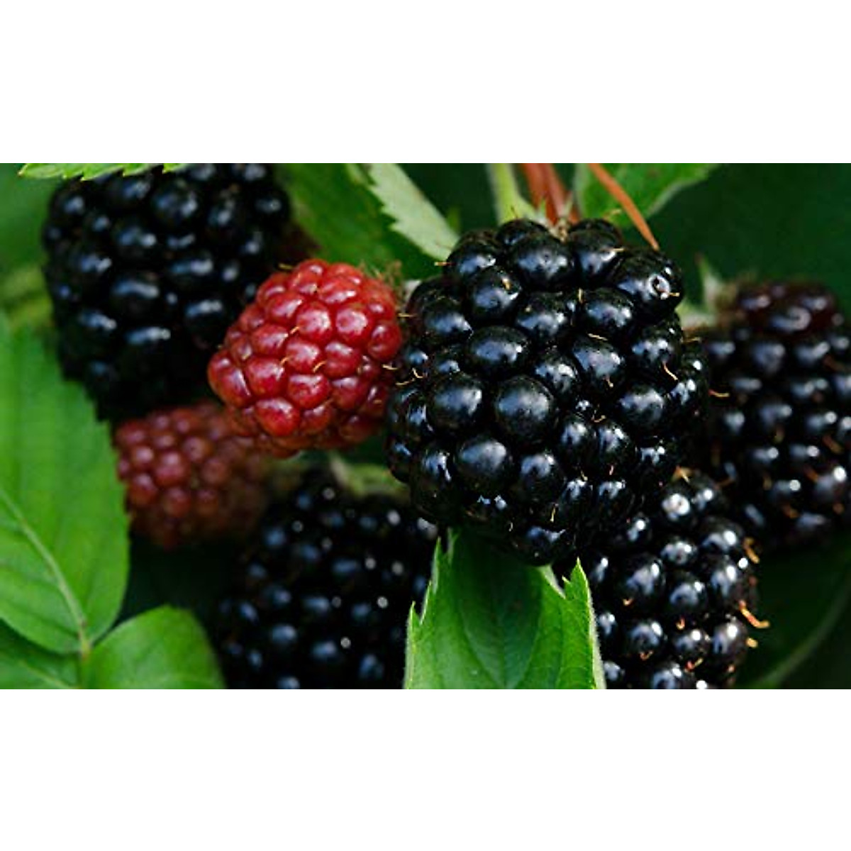 BlackBerry - Chester - THORNLESS - Non-GMO - Good Flavor, Large Berries - 2 Pack - Wrapped in Coco Coir - GreenEase by ENROOT