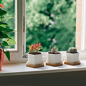T4U Small White Succulent Planter Pots with Bamboo Tray Hexagon Set of 2, Geometric Cactus Plant Holder Container for Home Office Table Desk Decoration for Mom Aunt Sisiter Gardener