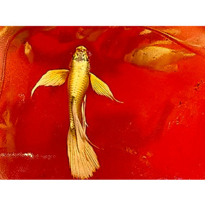 1 Breeding Pair- Full Gold 24K Guppy Live Fish- Grade A+ (Full Gold 24K Ribbons), 3 months