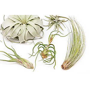 5 Pack of Large Tillandsia Air Plants - Xerographica, Juncea, Bulbosa, Caput Medusae & Harrisii- Live Succulent House Plants Availabe in Wholesale and Bulk - Easy Care Indoor and Outdoor Plants