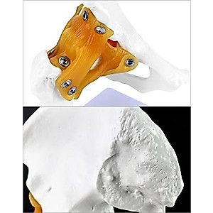 QWORK Human Hip Bone Model with Flexible Ligaments, Hip Joint Model, Features Femur, Hip Bone and Peripheral Ligaments, for Classroom Education & Medical Training